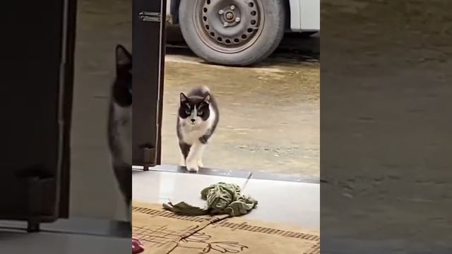 Котэ, который достоин Оскара!