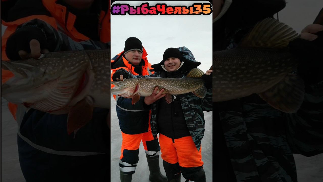 Огромная ЩУКА на жерлицы на Рыбинском Водохранилище!!!