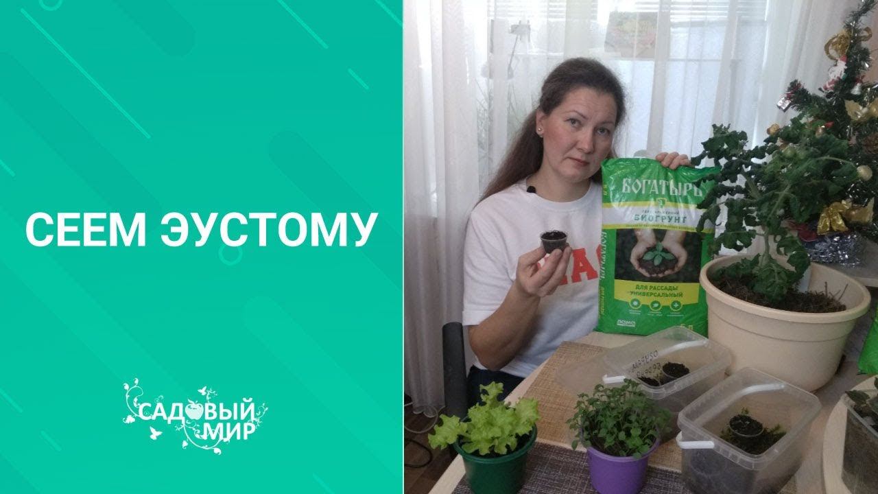 Начинаем новый посадочный сезон с эустомы! Выращивание из семян