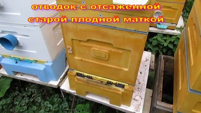 сентябрь на пасеке - пропала матка при облете, подсаживаю матку к безматочным пчелам в сентябре.