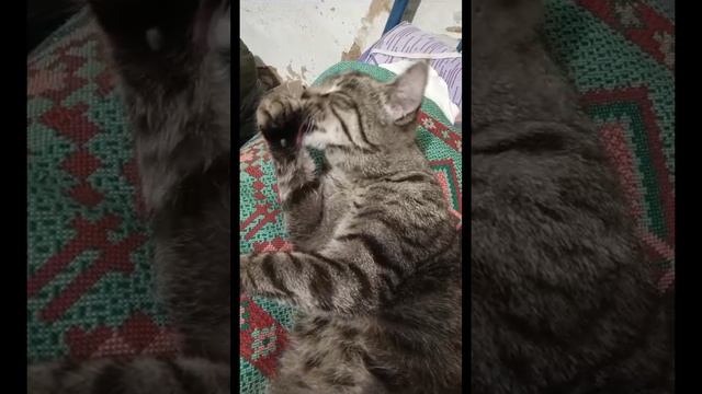 Доброе утро котята!