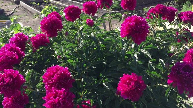 Пион май-август. Красивые кадры роста пиона