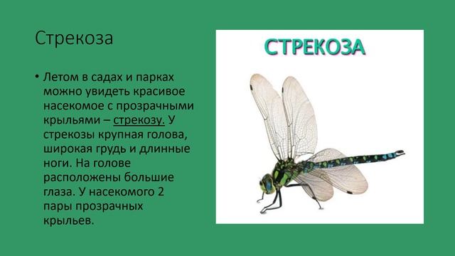 Бабочки, стрекозы, жуки. природоведение 6 кл.mp4