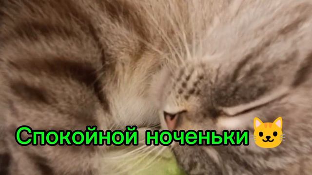 Бывший бездомный кот Васька желает тебе хорошего настроения