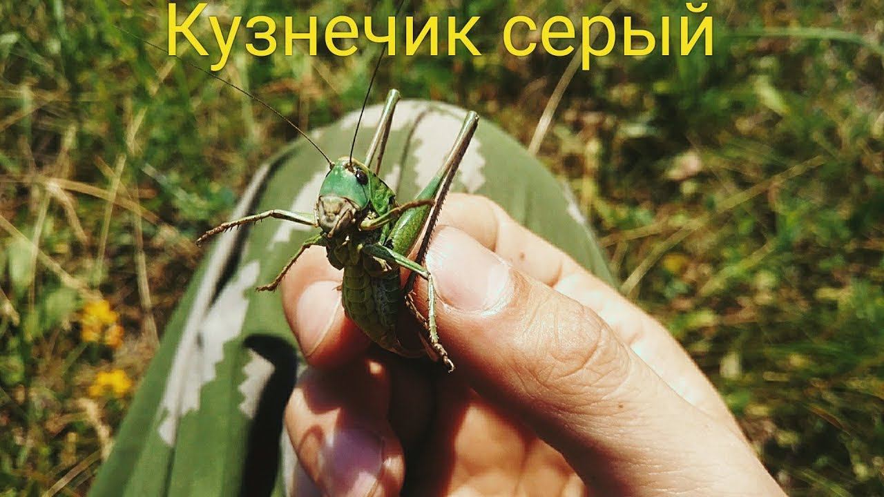 Кузнечик серый / Укус / Насекомые