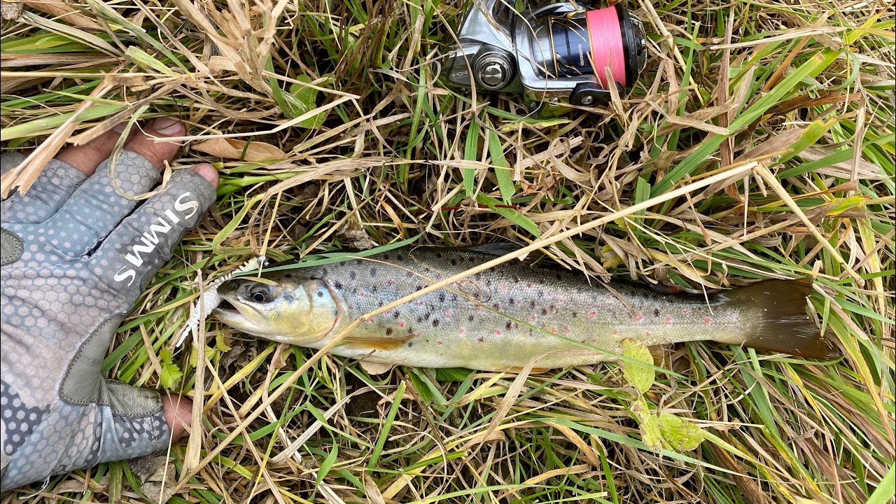 Незаметная форель