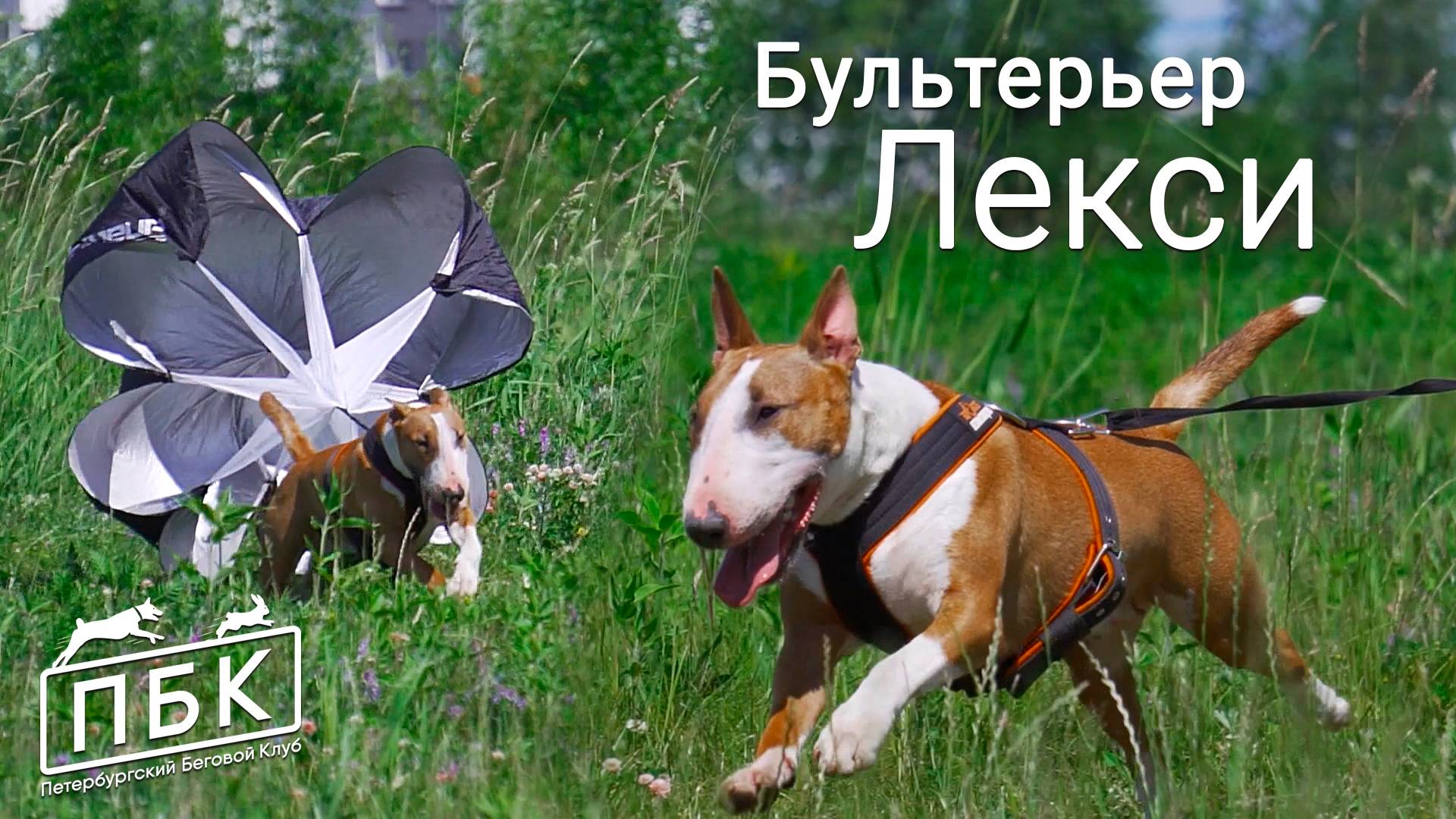 Бультерьер Лекси на беговой тренировке (курсинг). Бег с парашютом