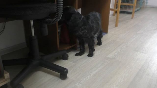 Ноузворк: поиск веществ (русский спаниель работает по поиску веществ).mp4