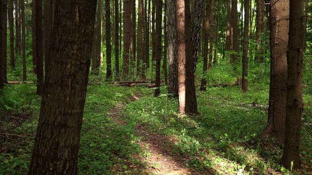 Пение птиц в утреннем лесу | Звуки природы для релакса