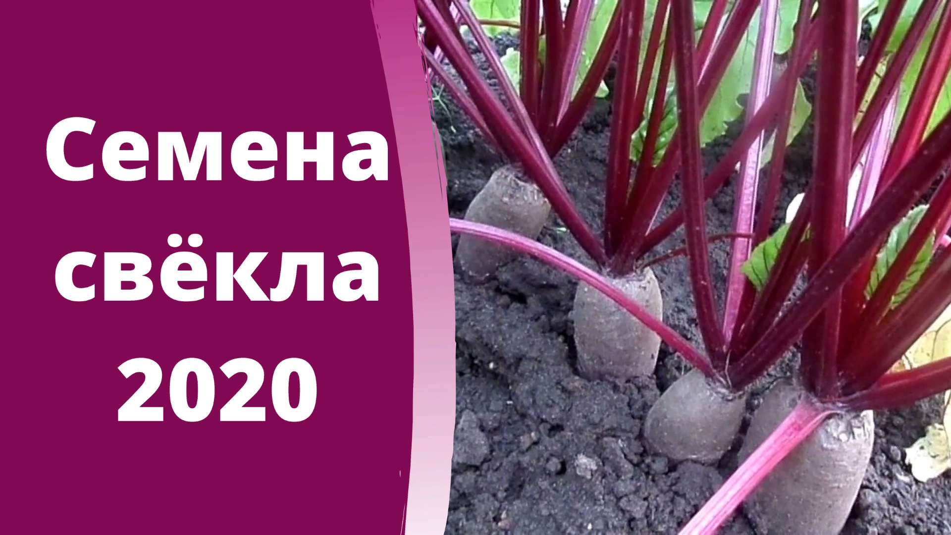 Семена свёклы на 2020 год.