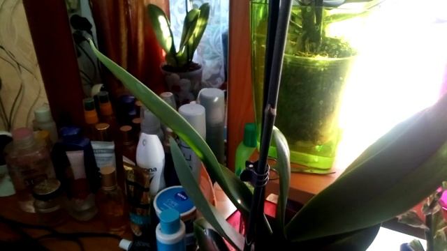 Обзор новой орхидеи в моей коллекции.