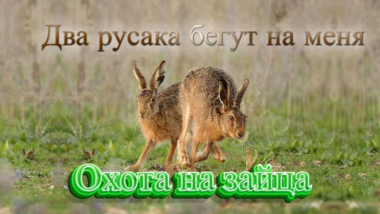 Охота на зайца. НАБЕЖАЛИ ДВА РУСАКА. ВОЛК-МОНСТР ДОБЫТ В СОСЕДНЕМ РАЙОНЕ.