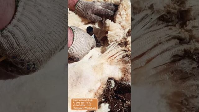 Стрижем грязную овцу машинкой EWE 3000. Очень грязная овца и очень мощная машинка для стрижки овец.