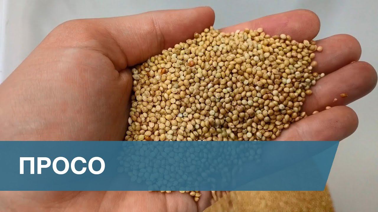 Сортировка проса