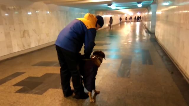 Похвала и налаживание контакта с собакой