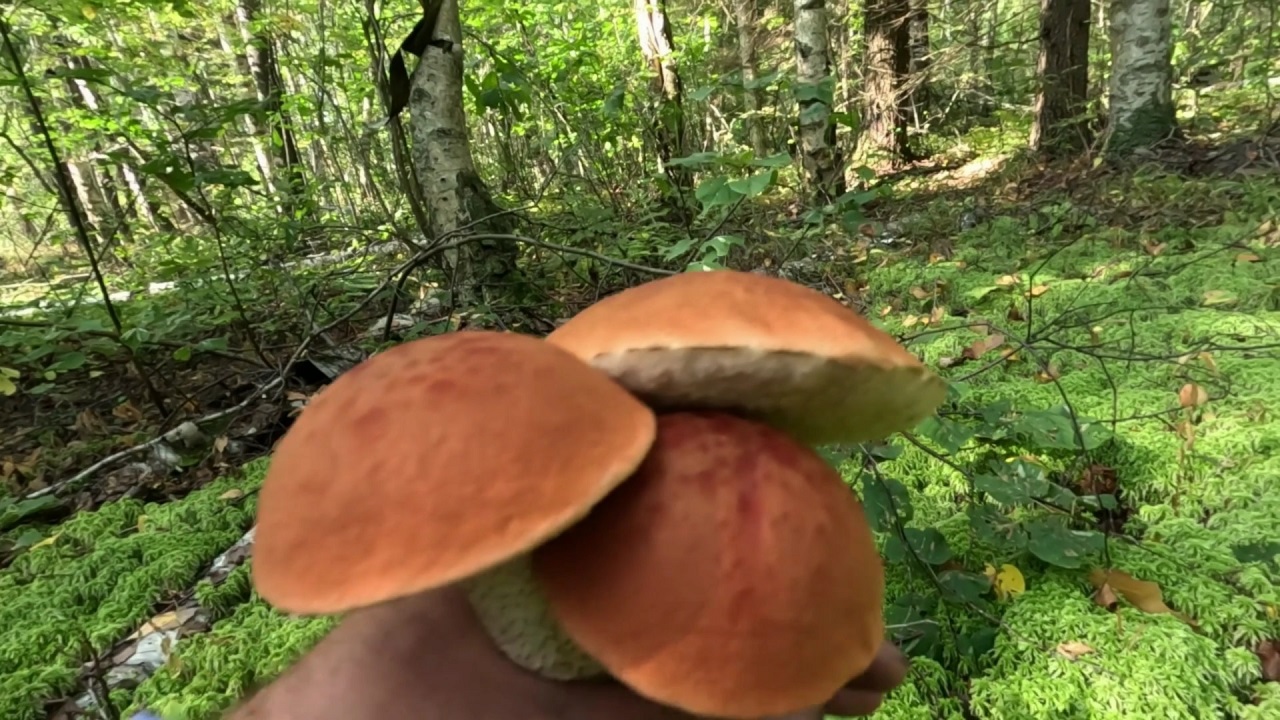 Не зря пришел в этот лес за любимыми осенними грибами подосиновиками.