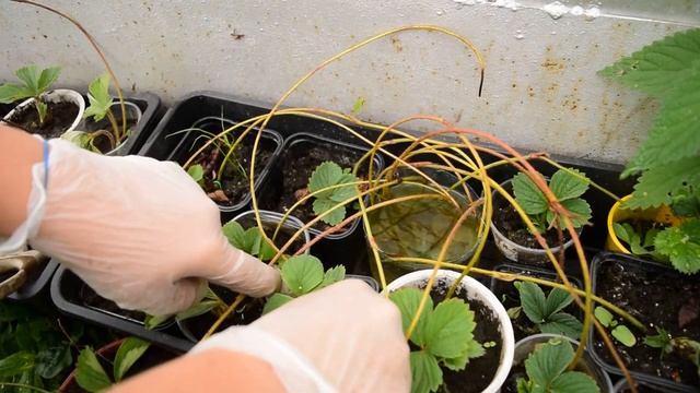 Размножение КЛУБНИКИ отводками _ ПРОДОЛЖЕНИЕ.