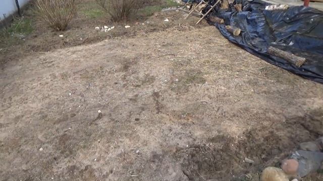 Какие сорта винограда я сажаю весной