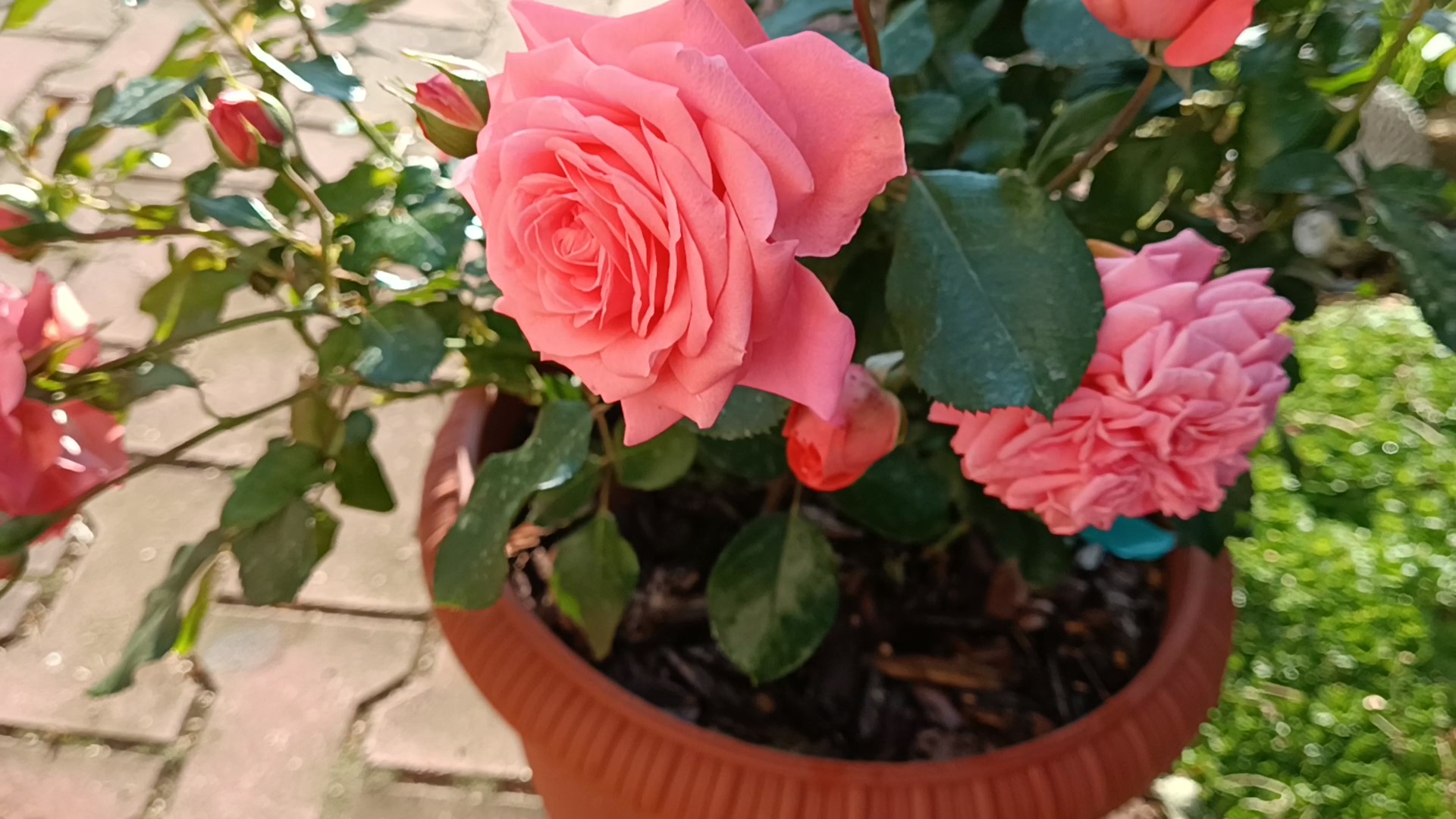 РОЗЫ В ВАЗОНЕ. ВЕСЕННИЙ УХОД