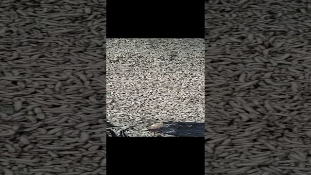 Опарыш в домашних условиях  #Shorts