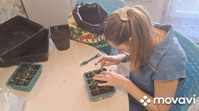 пересаживаю гортензию и подсыпаю землю в петунью