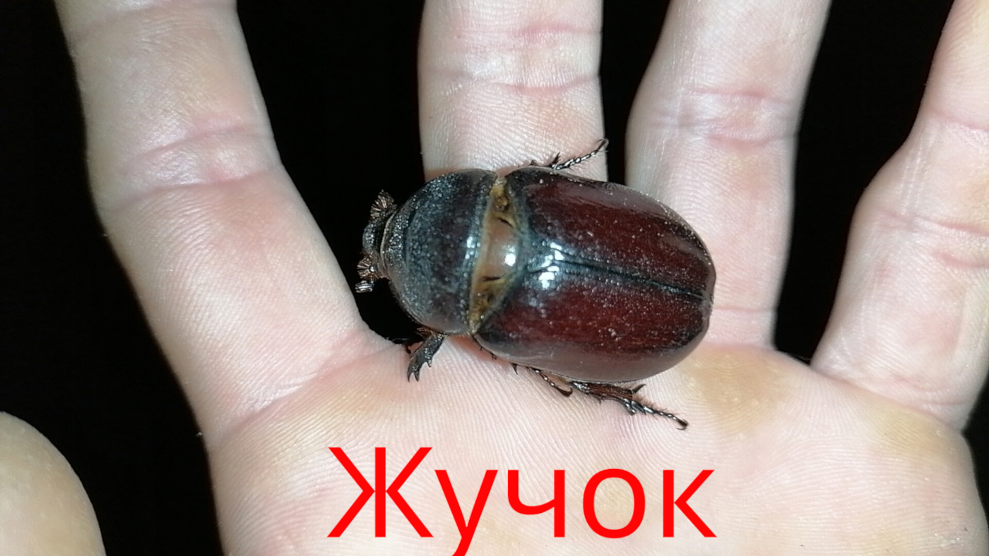 Жучок