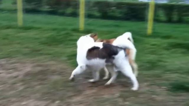 Ганька и Денька на собачьей площадке