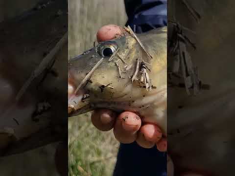 Ловим Сазана Рыбалка в Дагестане