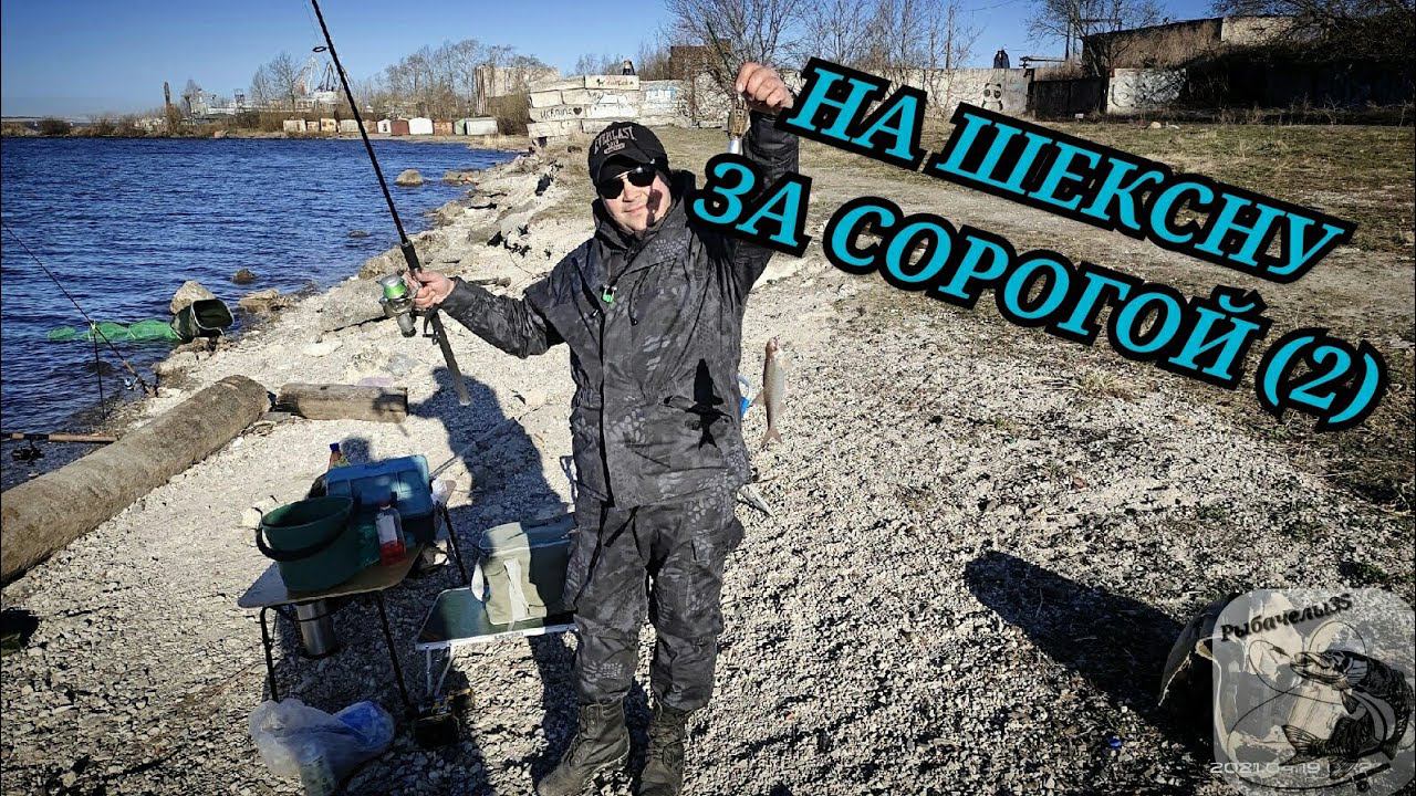 Рыбалка в "4к" на Фидер на Шексне , Апрель 2021г !!!Сорога клюёт дуплетом!!!