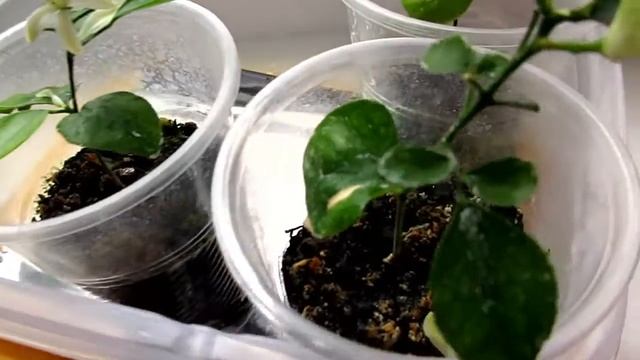 Муррайя метельчатая. Обзор и развитие растенияMurray the paniculate. Review and development..mp4