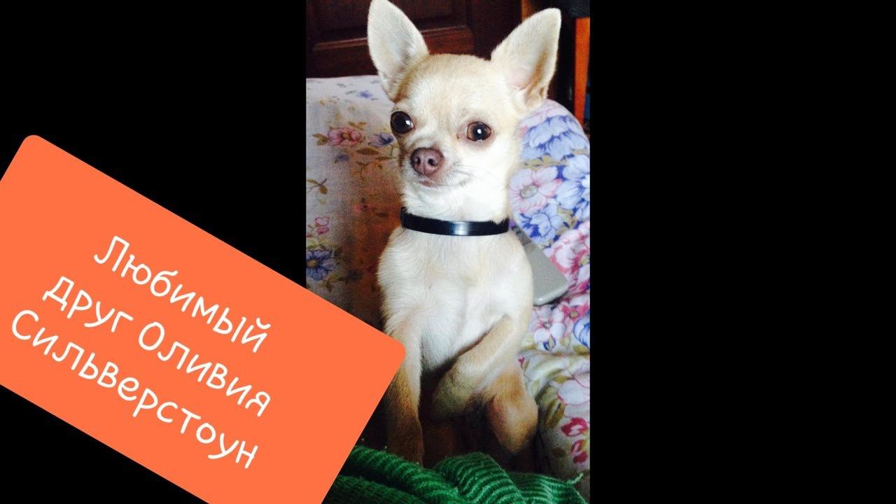 Чихуахуа - Любимый Друг Оливия Сильверстоун 23.08.2019