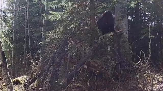 Йети в лесу Канады