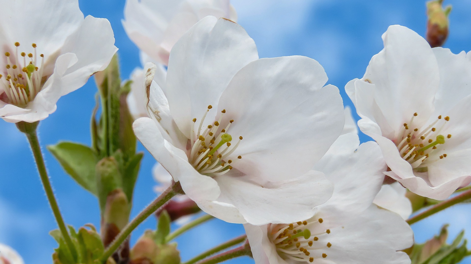 Экхарт Толле - 36. О просветлении, озвучивает Nikosho.mp4