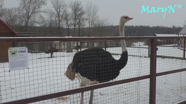 Прогулка по Парку птиц "Воробьи"
