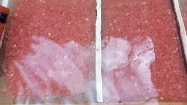 полевая инкубационная линия для икры форели 2022.05.13