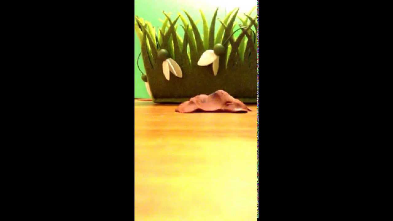 Мультфильм Воробей и Цветок