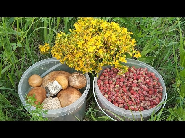 4800 рублей на клубнике за семь часов сбора. Сбор ягоды и грибов. Зарыбляю речку линьком.