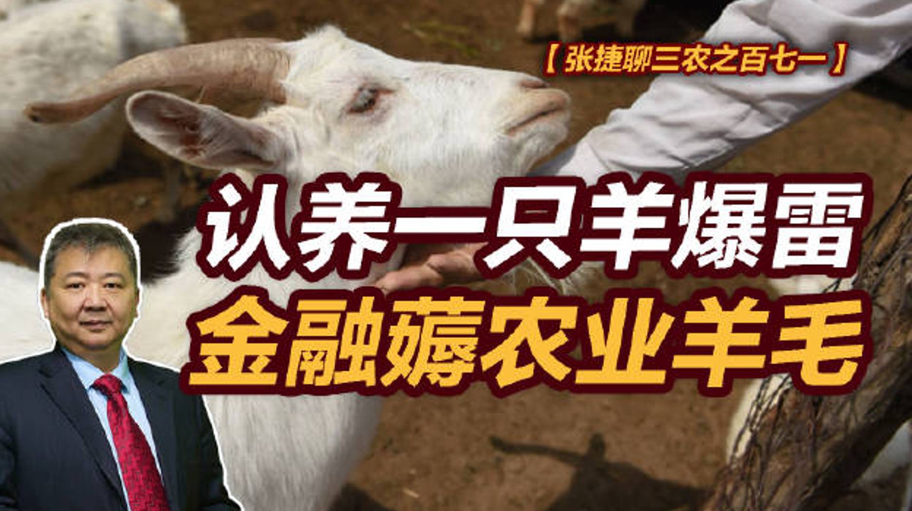 【张捷聊三农之百七一】认养一只羊爆雷，金融薅农业羊毛（聊公知温铁军）