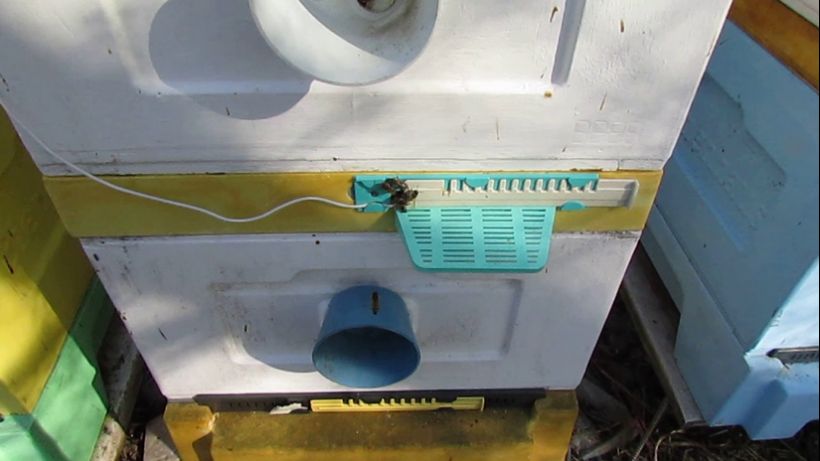 07.05.2023, на улице ноль, в ульях тепло, проставочное дно работает, лучшая охрана у летка в потолке