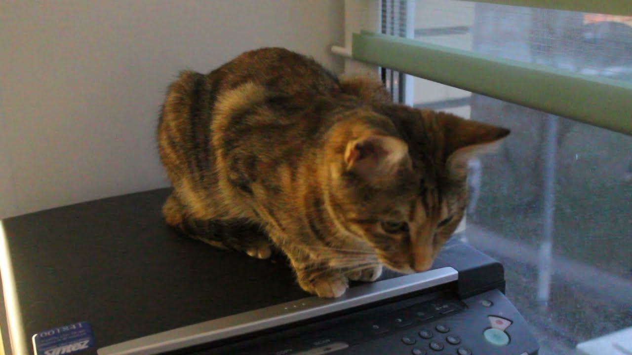 Кошка и крышка от фотоаппарата