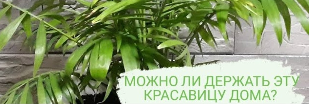 МОЖНО ЛИ ДЕРЖАТЬ ЭТУ КРАСАВИЦУ ДОМА? ПАЛЬМА ХАМЕДОРЕЯ: ПРИМЕТЫ И СУЕВЕРИЯ.