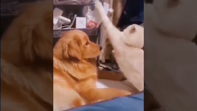 Покушение (надо же так собаку не любить)