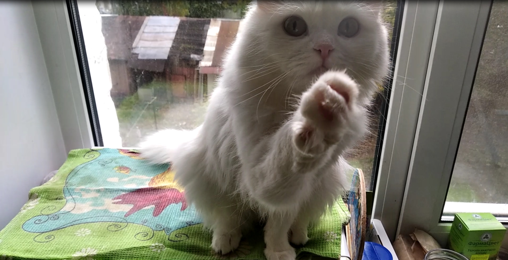 Бусинка. 5 урок! Команды: "сидеть" и "дай лапку". Заключительный.