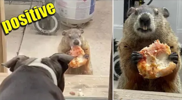 Очередная доза позитива для поднятия настроения #12