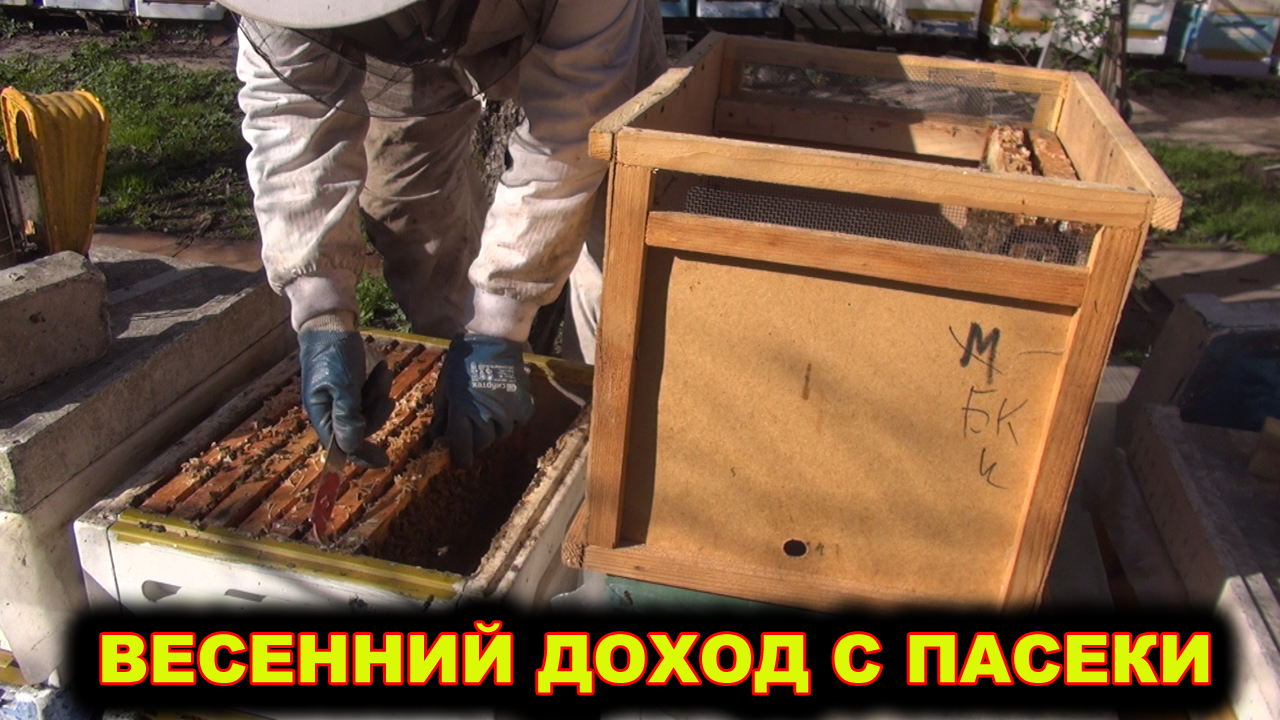 Весенний доход с пасеки.