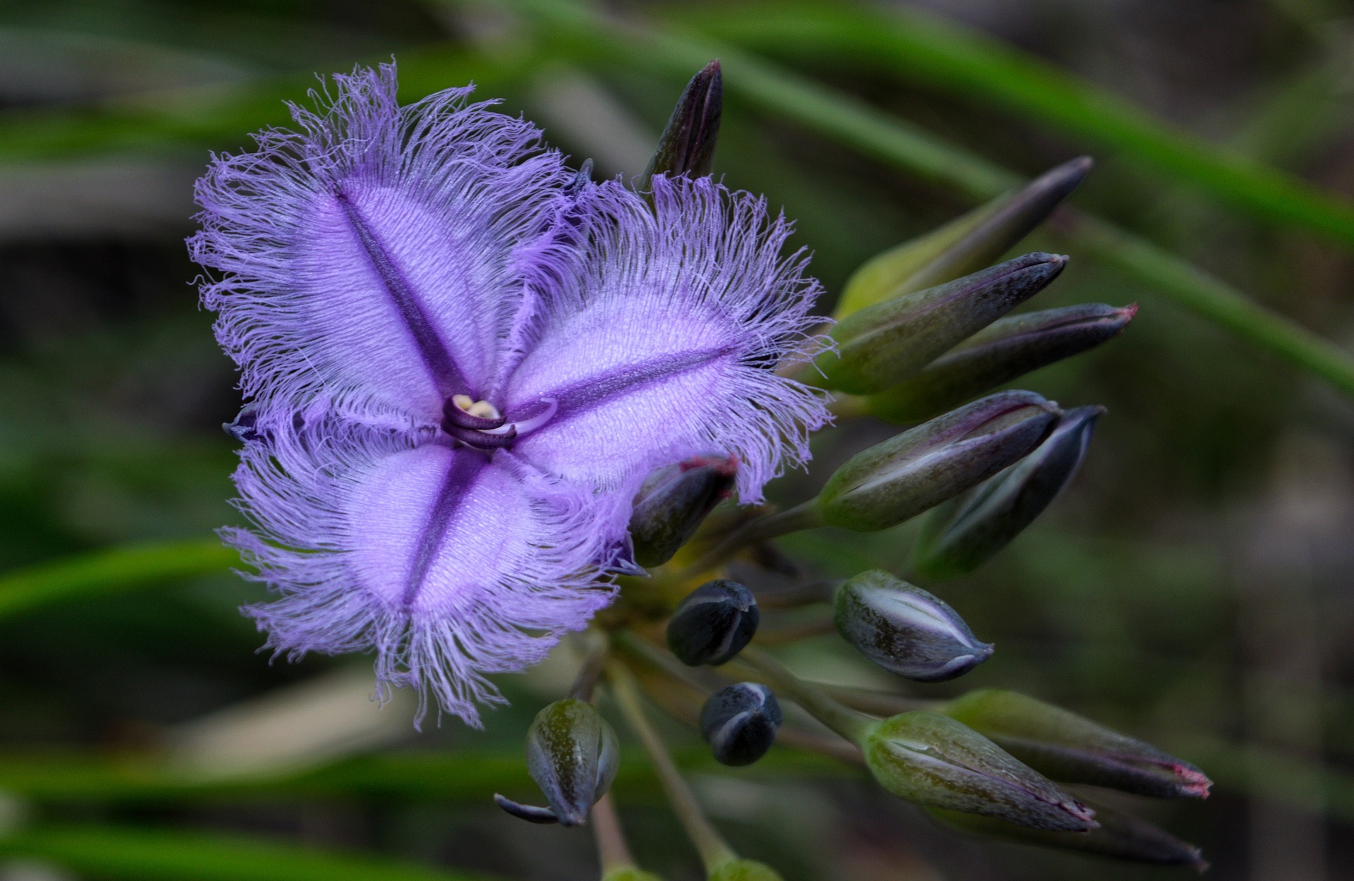 Красивые лилии со всего мира.