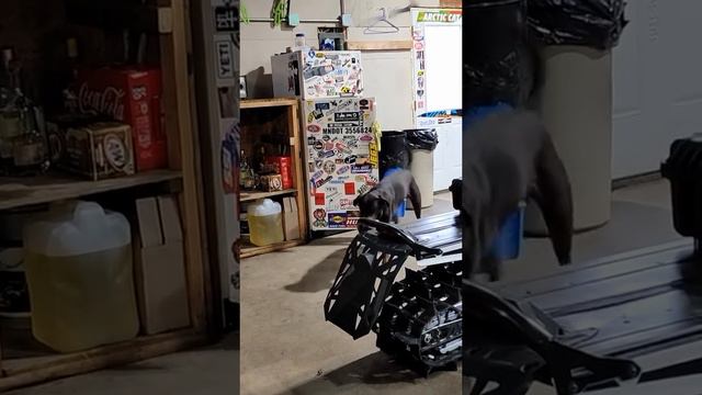 всем бы такого пса