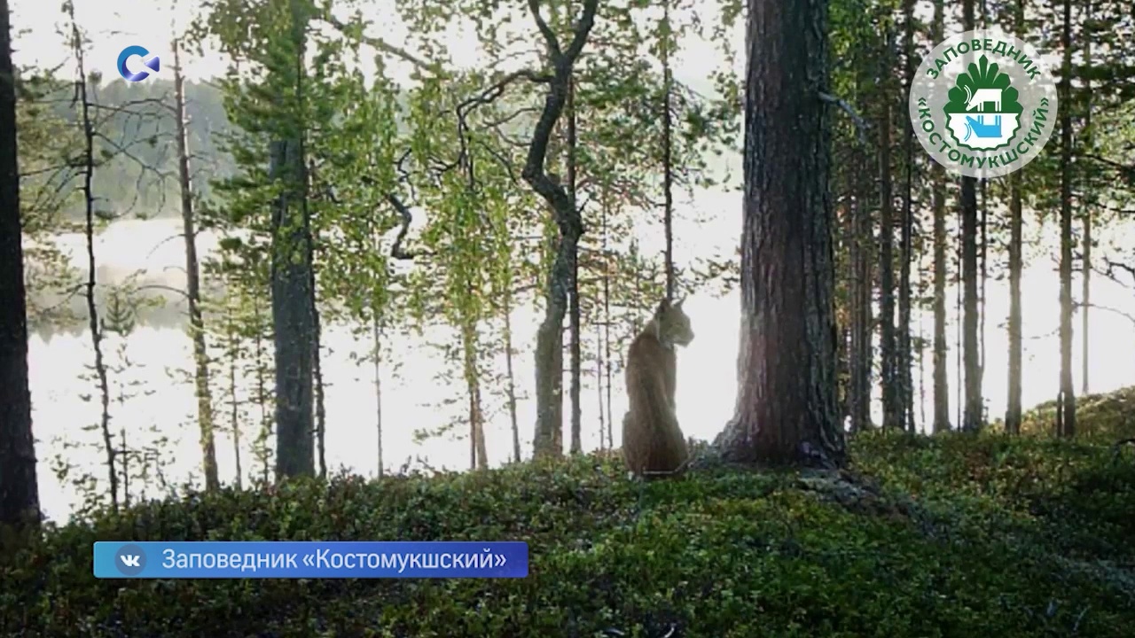 Костомукшский заповедник продолжает радовать видеозаписями жизни лесных обитателей