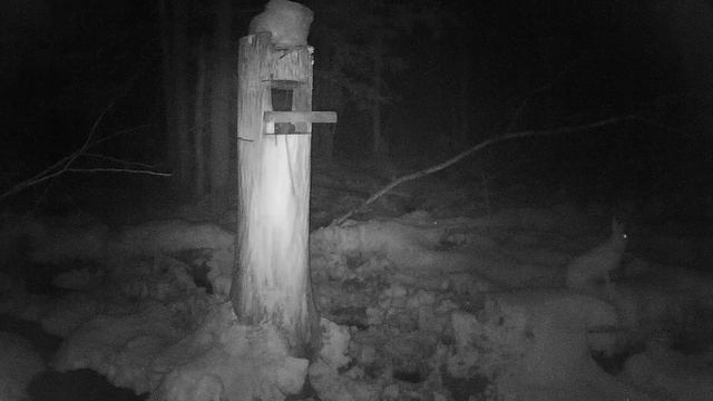 Заяц на солонце