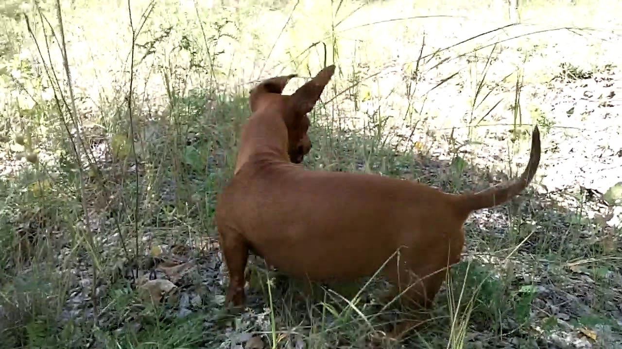 Собака в березах